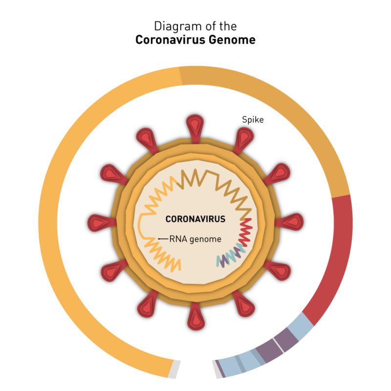oDoc - Covid 19 Variants, but what does it mean?