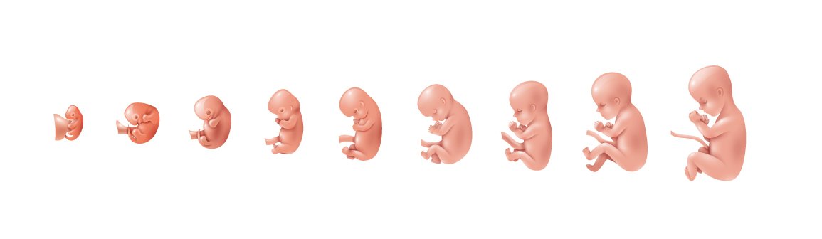 The second trimester of pregnancy - From the oDoc Blog